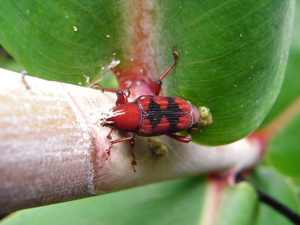 Wild gingers – beastly beauties – Invasive Species Blog