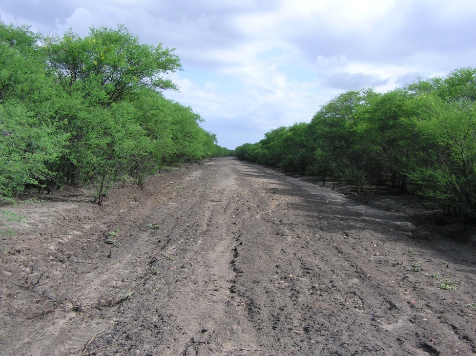 Rusty Solutions for a Prickly Problem – Invasive Species Blog