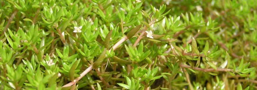 Getting swamped: Australian swamp stonecrop (Crassula helmsii) in the ...