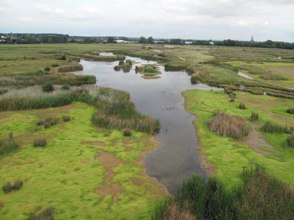 Getting swamped: Australian swamp stonecrop (Crassula helmsii) in the ...