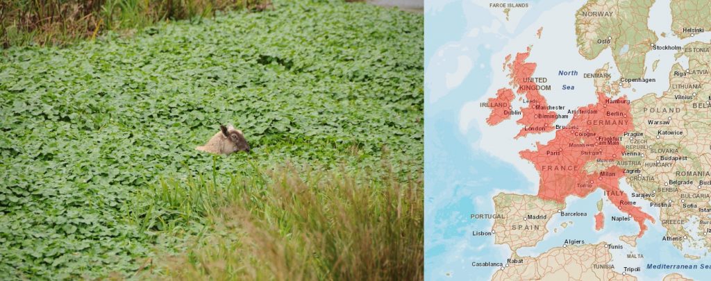 Weevil fight them on the waterbodies – Invasive Species Blog
