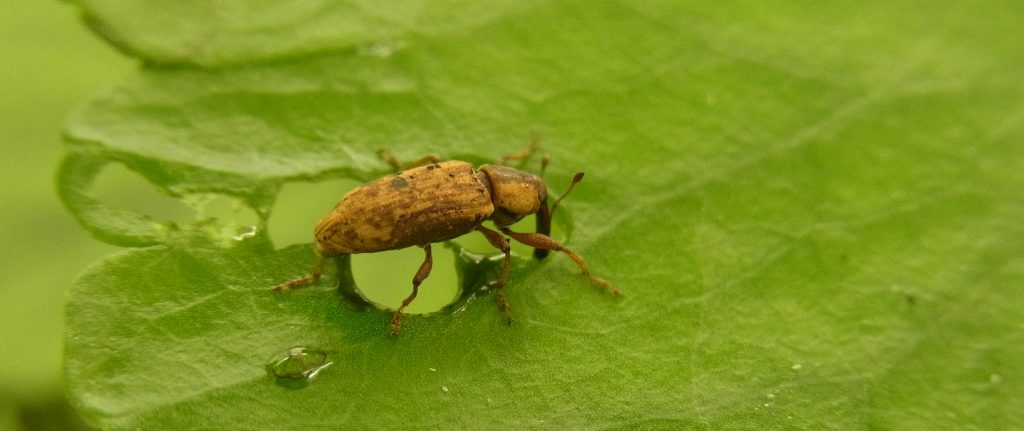 Weevil fight them on the waterbodies – Invasive Species Blog
