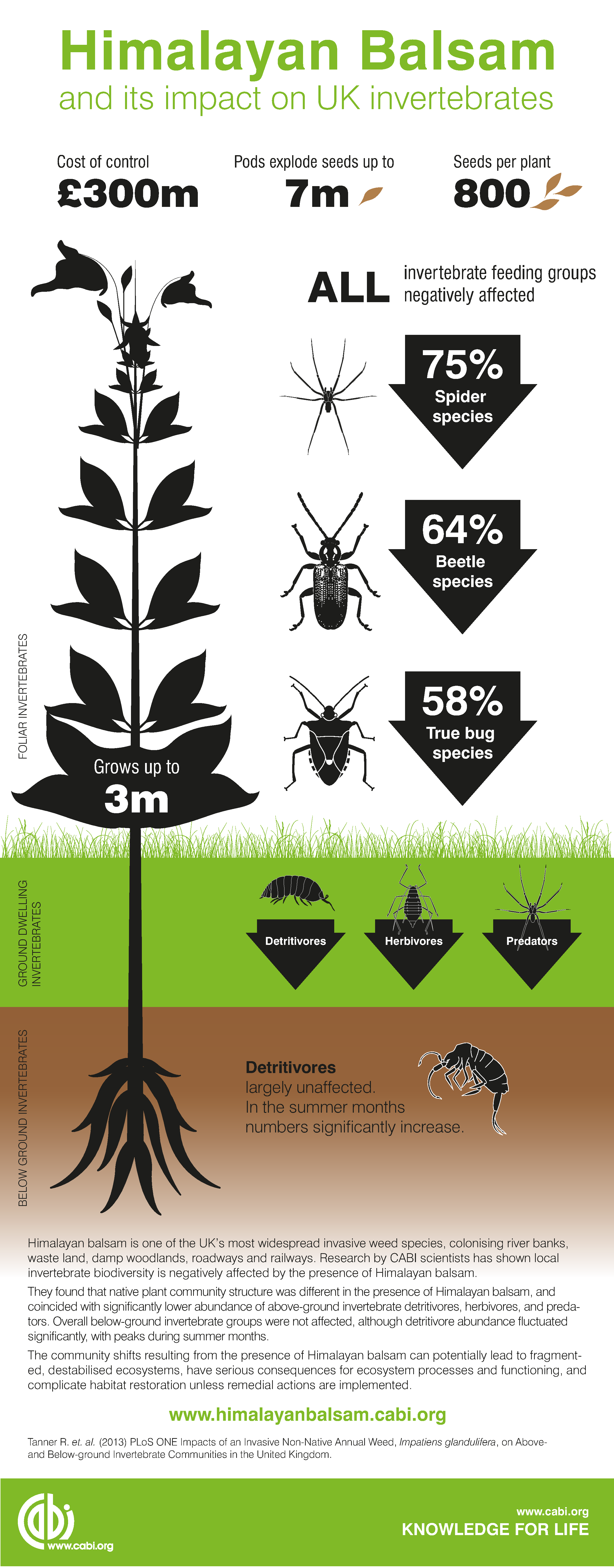 Himalayan Balsam and its impact on UK invertebrates – Invasive Species Blog