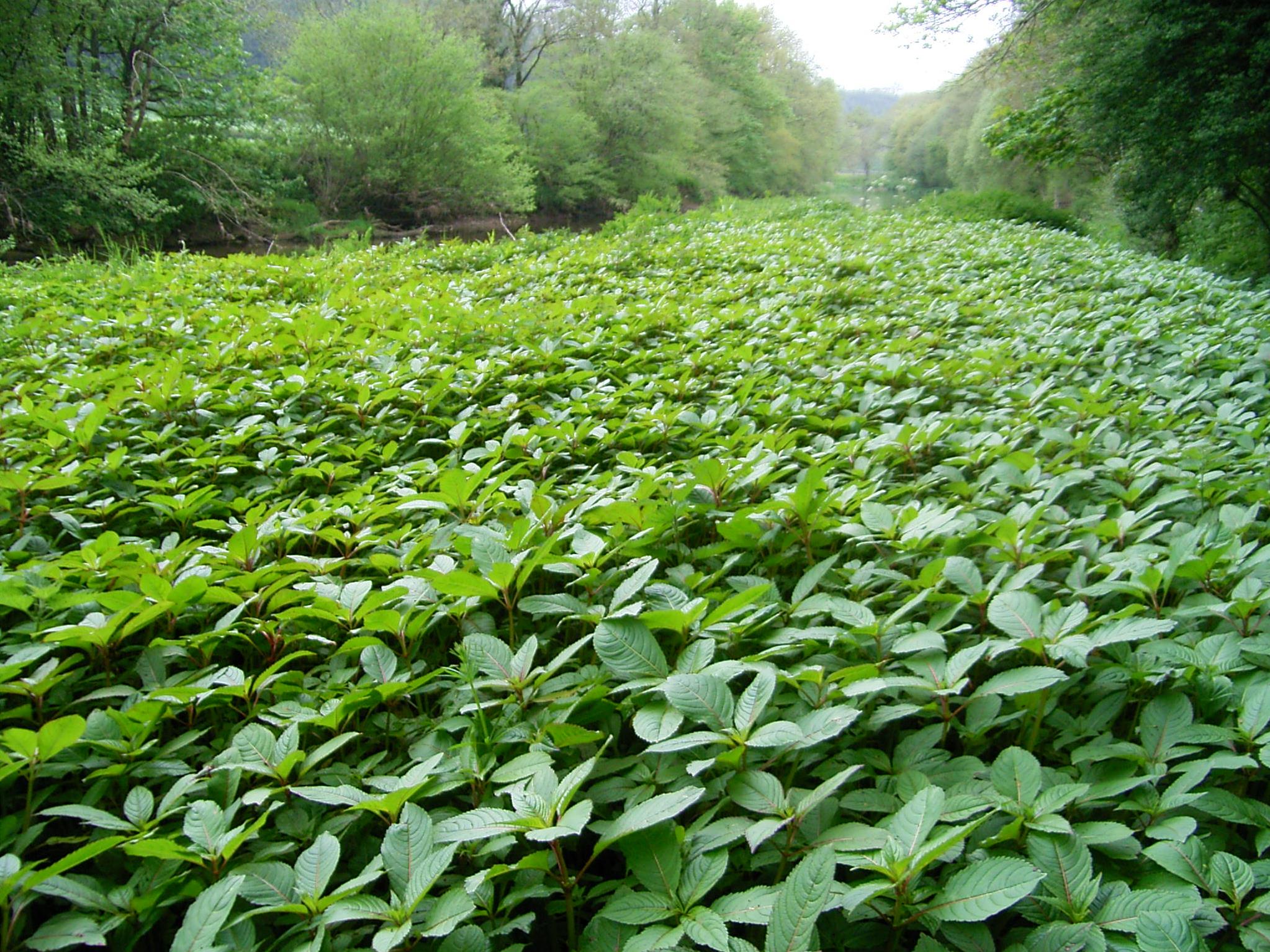 CABI releases rust fungus to control invasive weed, Himalayan balsam ...
