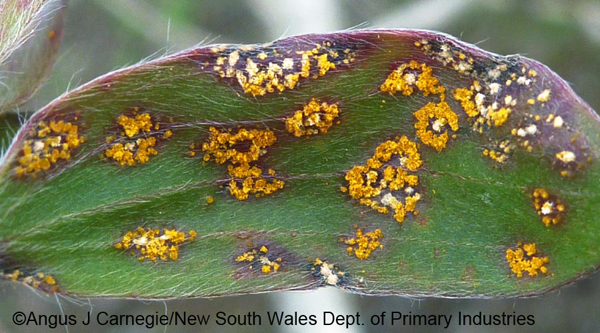 Invasive myrtle rust impacts discussed at international forestry ...