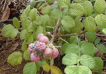 New in October 2015 from the ISC – Invasive Species Blog