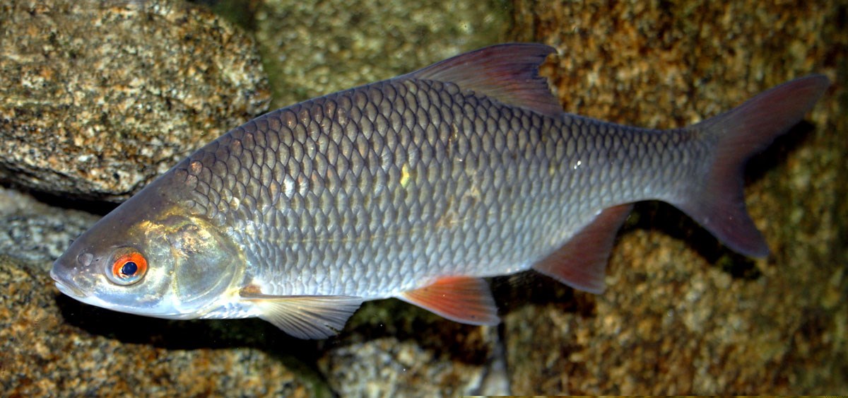 CABI’s ISC datasheets contribute to regulatory action against high-risk ...