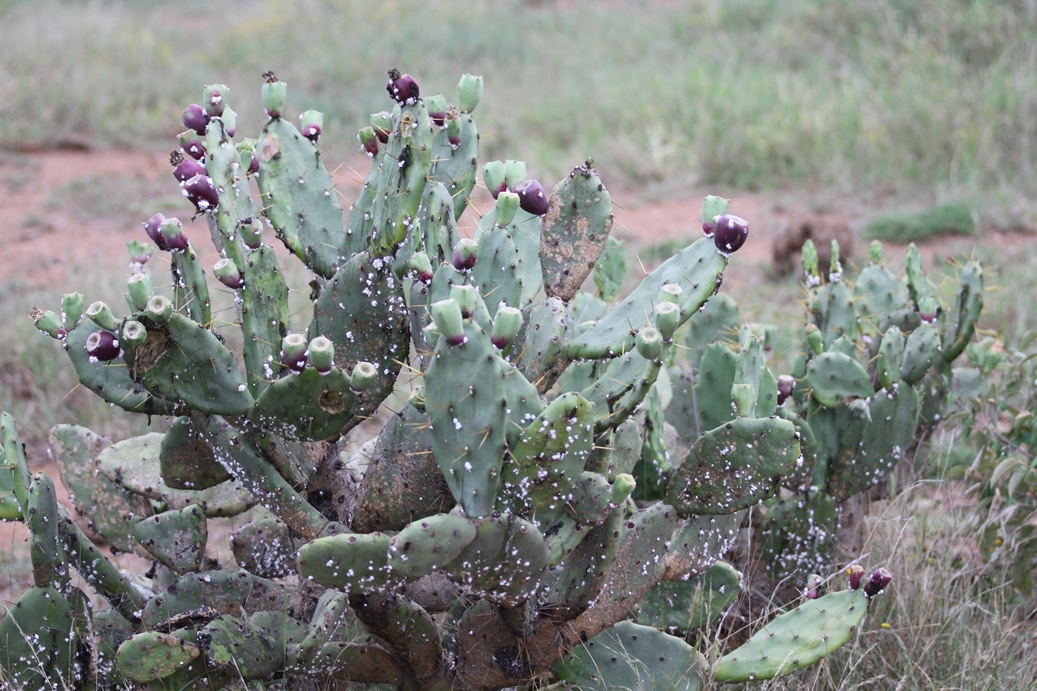 Protected areas defend wildlife from invasive species – Invasive ...