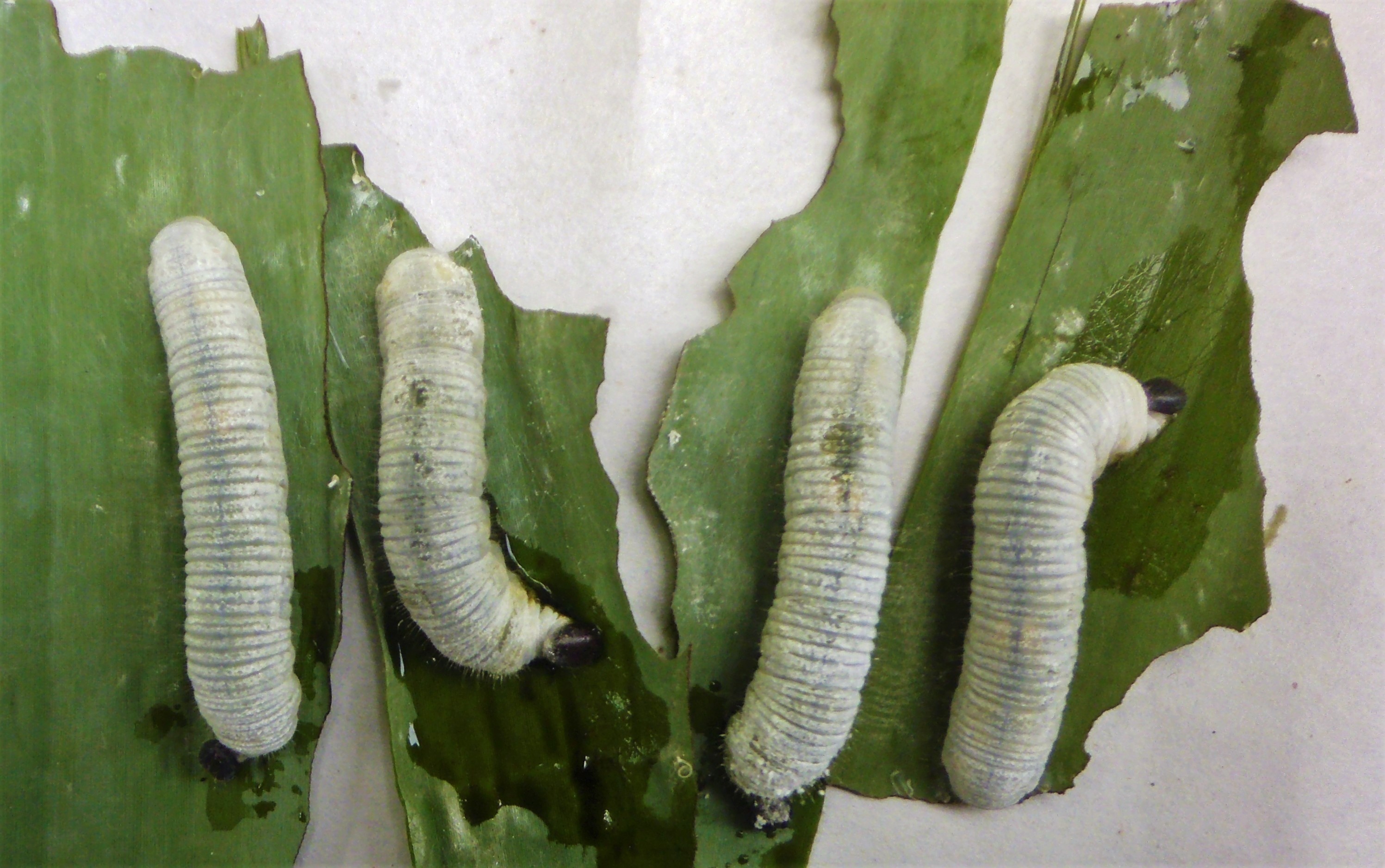 Triple attack on bananas could devastate $35bn global industry ...