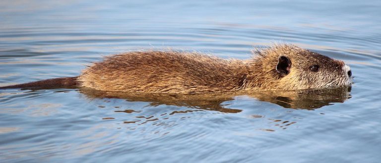 Giant Rodent Invasion: The Coypu – Invasive Species Blog