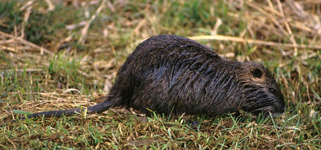 Giant Rodent Invasion: The Coypu – Invasive Species Blog