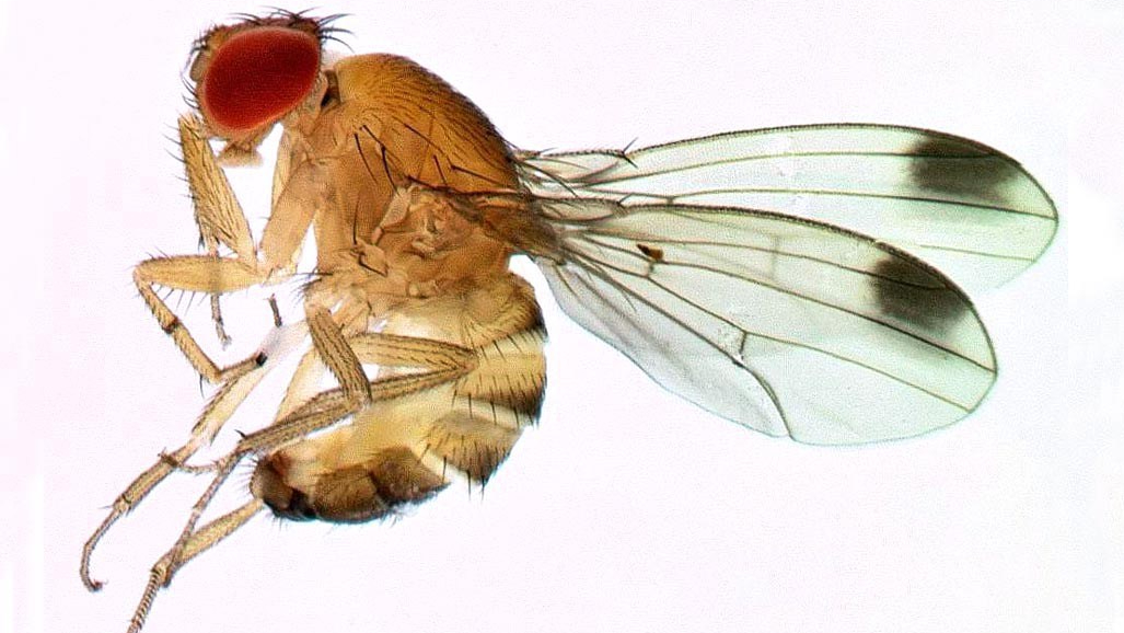 Classical biological control of Drosophila suzukii with Asian ...