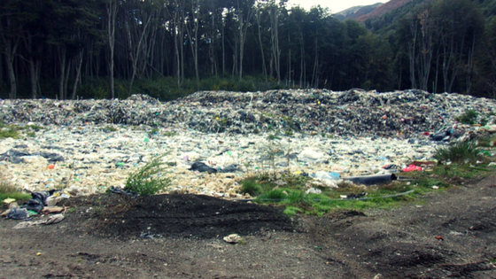 Invasive species in rubbish dumps: A new challenge for waste management ...