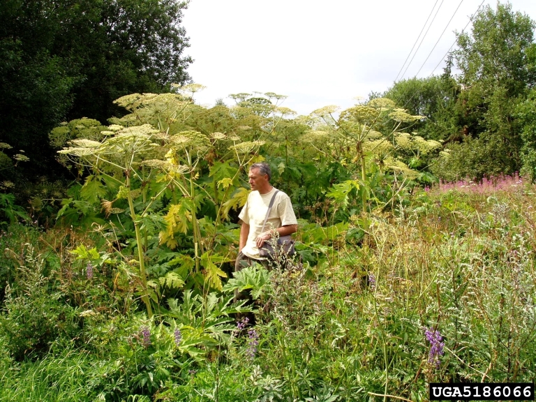Giant Hogweed: Biology, Impacts and Management – Invasive Species Blog