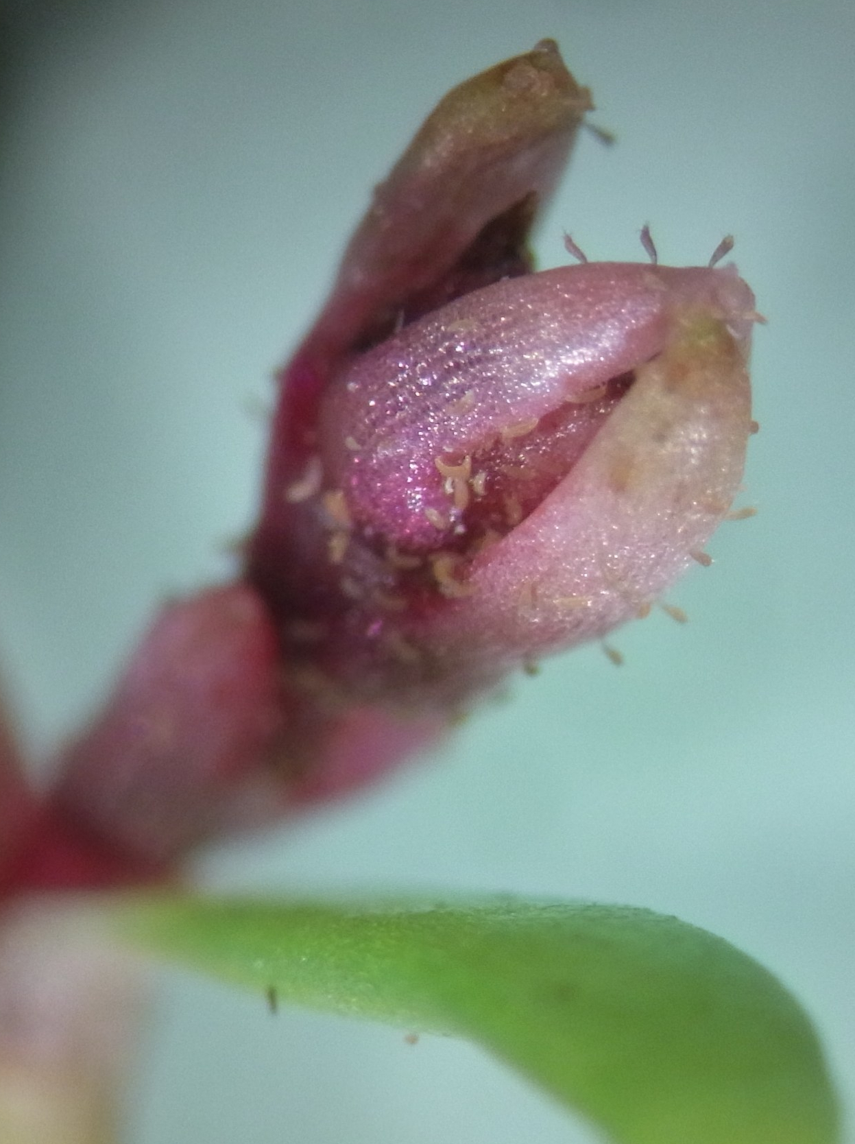 Tiny mite could prove a ‘mighty’ weapon in the fight against one of the ...