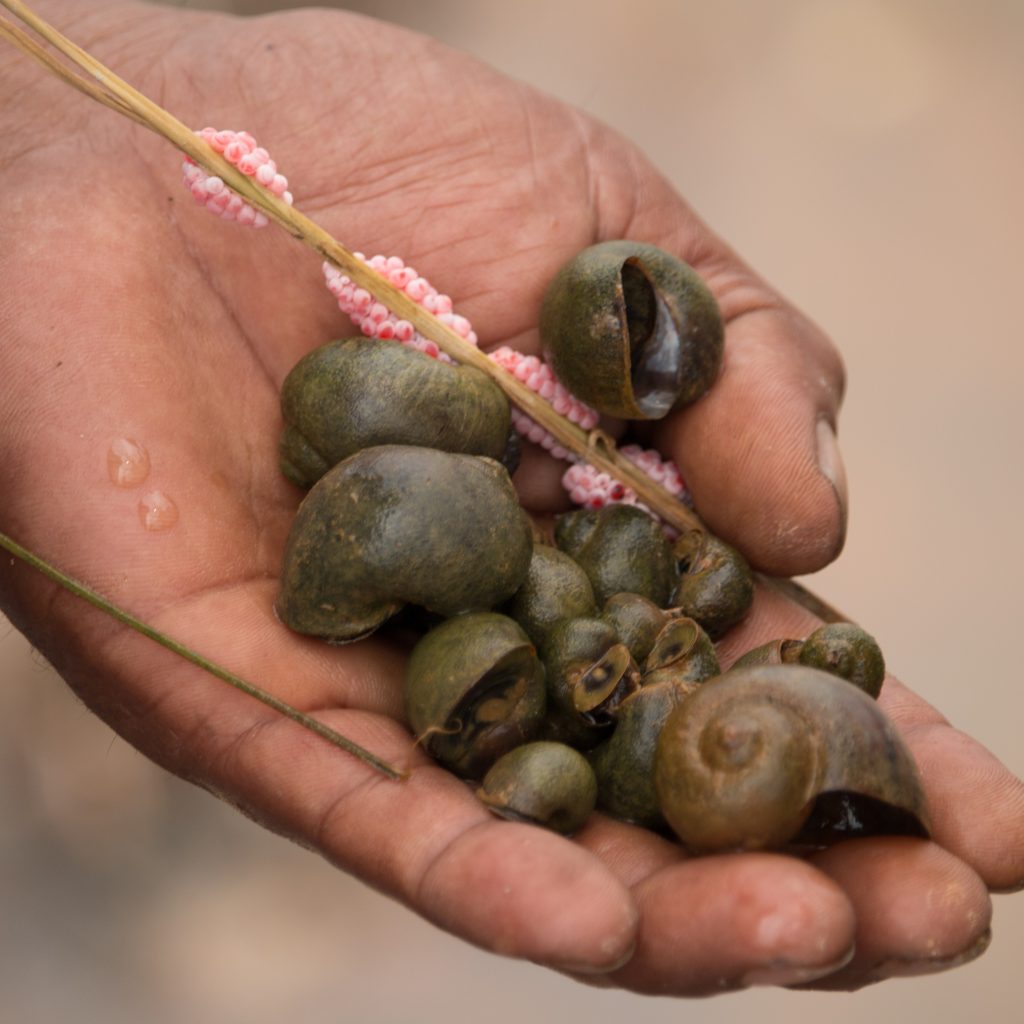 Invasive snails leave a trail of destruction – Invasive Species Blog