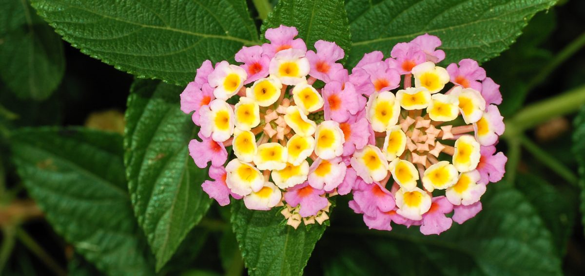Largest Invasive Alien Plant dataset is now published online ...