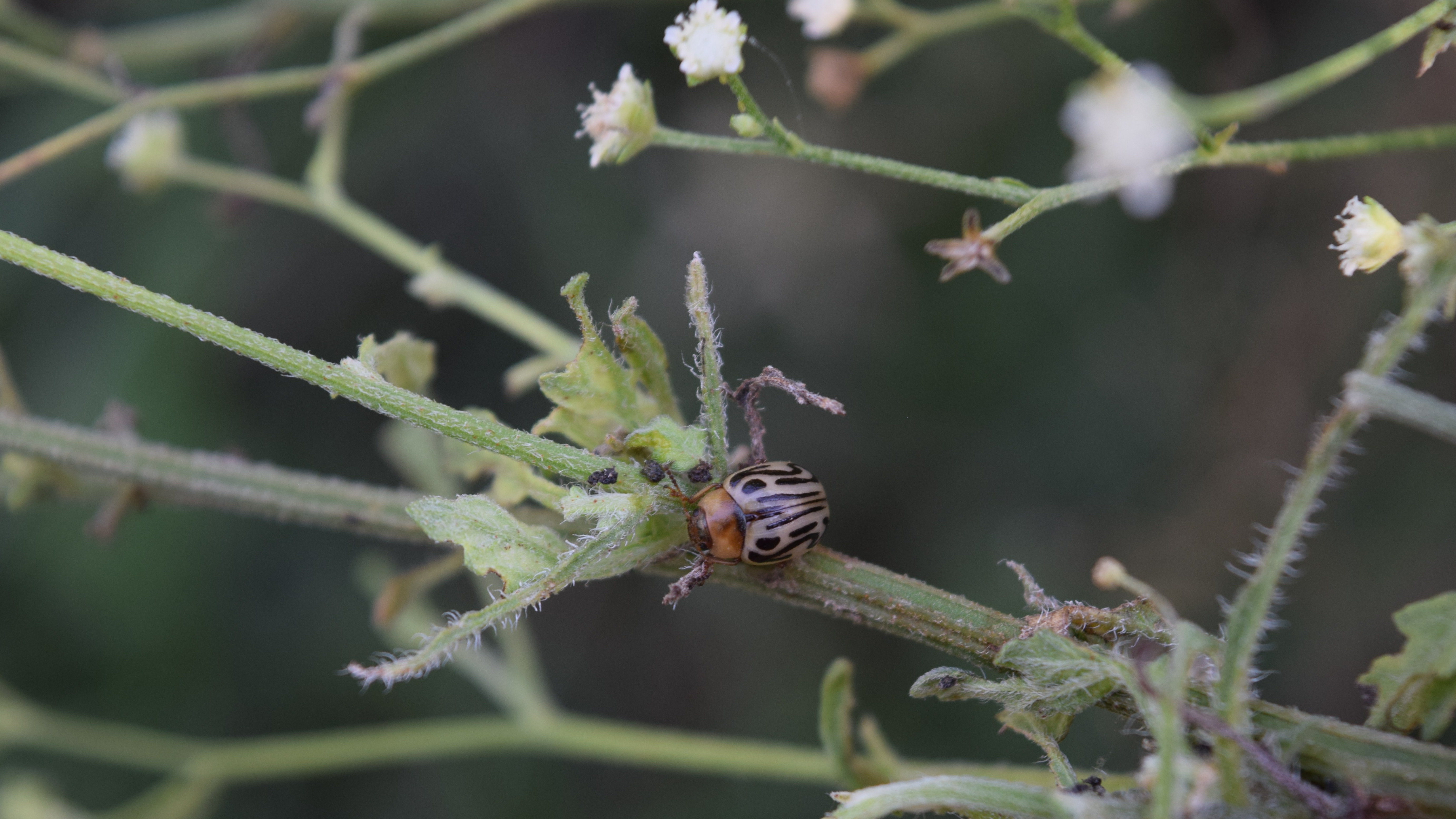Action on Invasives short course on classical weed biological control ...