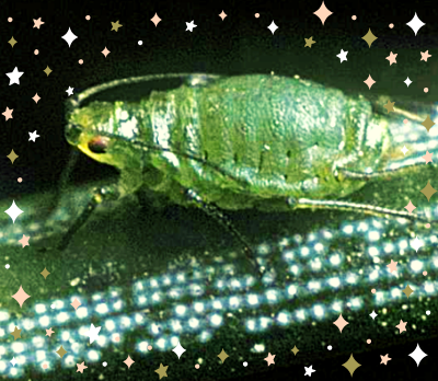 The twelve pests of Christmas (trees) – Invasive Species Blog