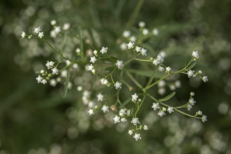 Remote sensing of highly invasive Parthenium weed in Pakistan