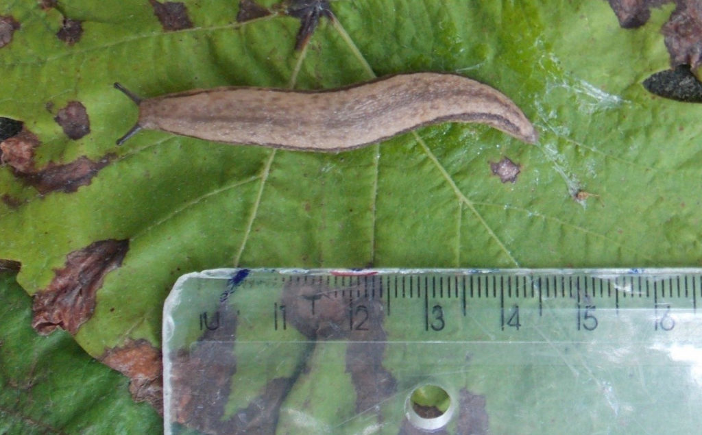 Potential slug invasions and their impact on UK biosecurity (Part 1)