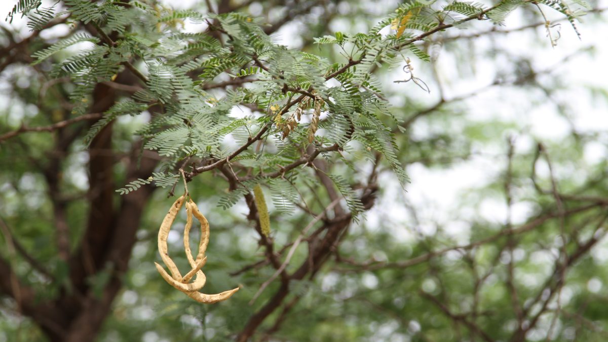 Kenya faces devastating Prosopis invasion: What can be done – Invasive ...