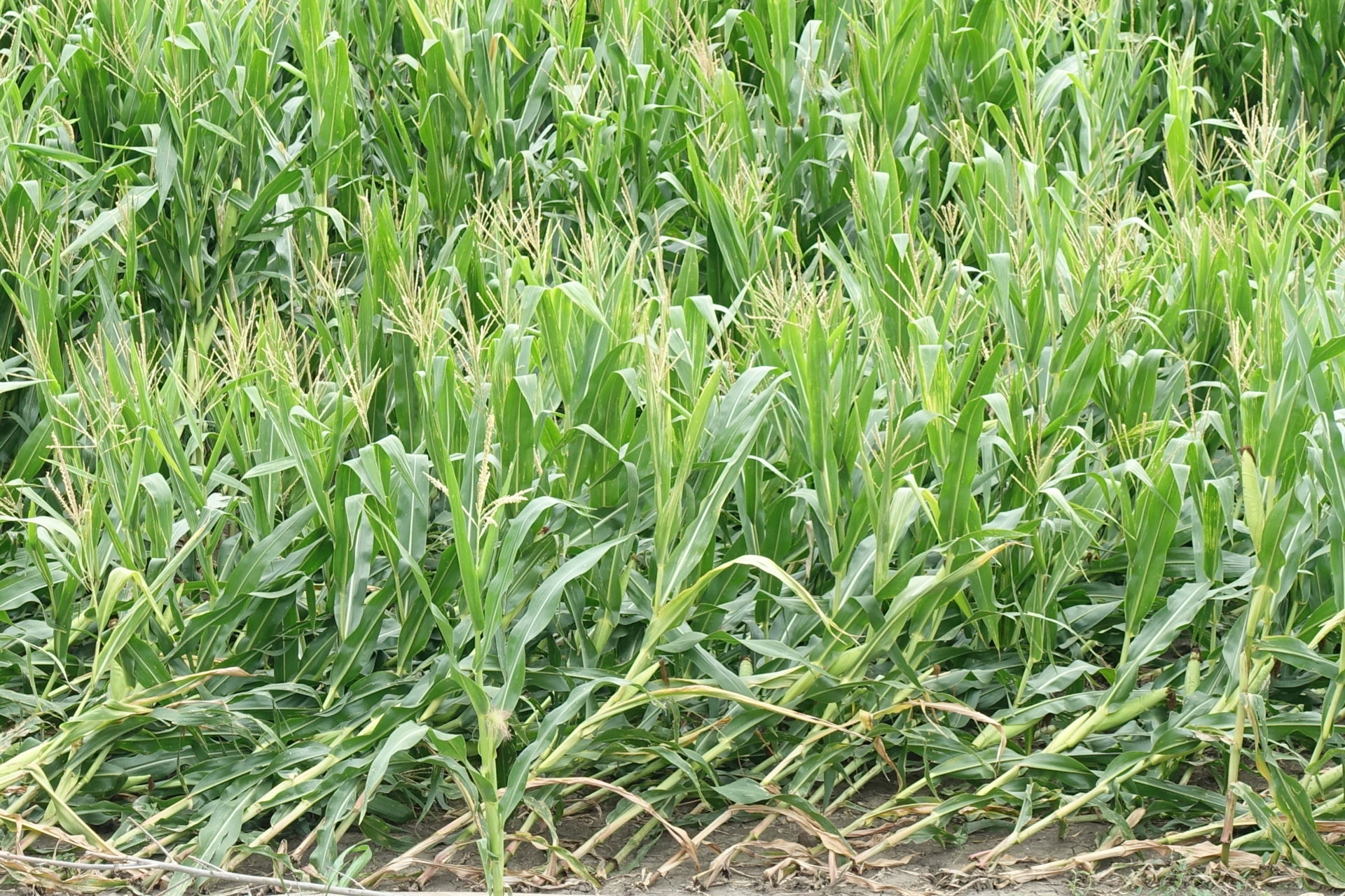 Continuing the biological fight against a hardy foe – the maize ...