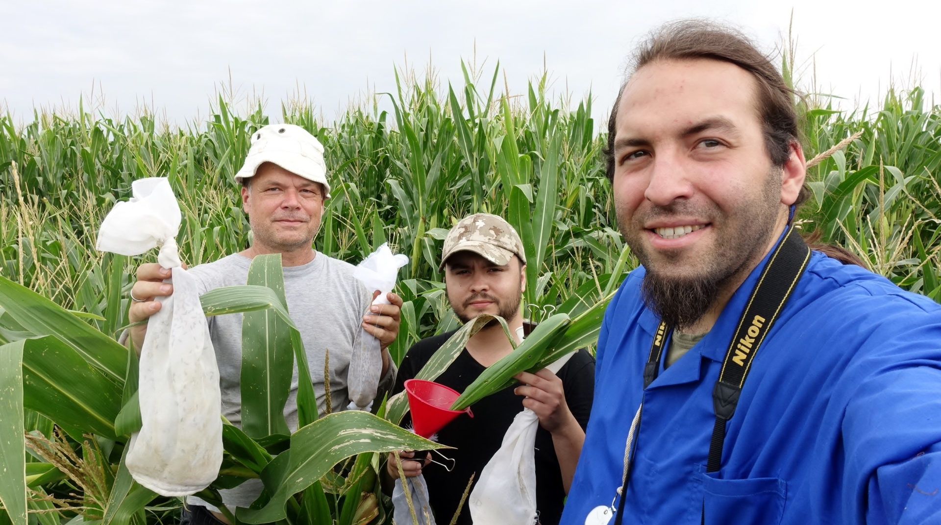 Continuing the biological fight against a hardy foe – the maize ...
