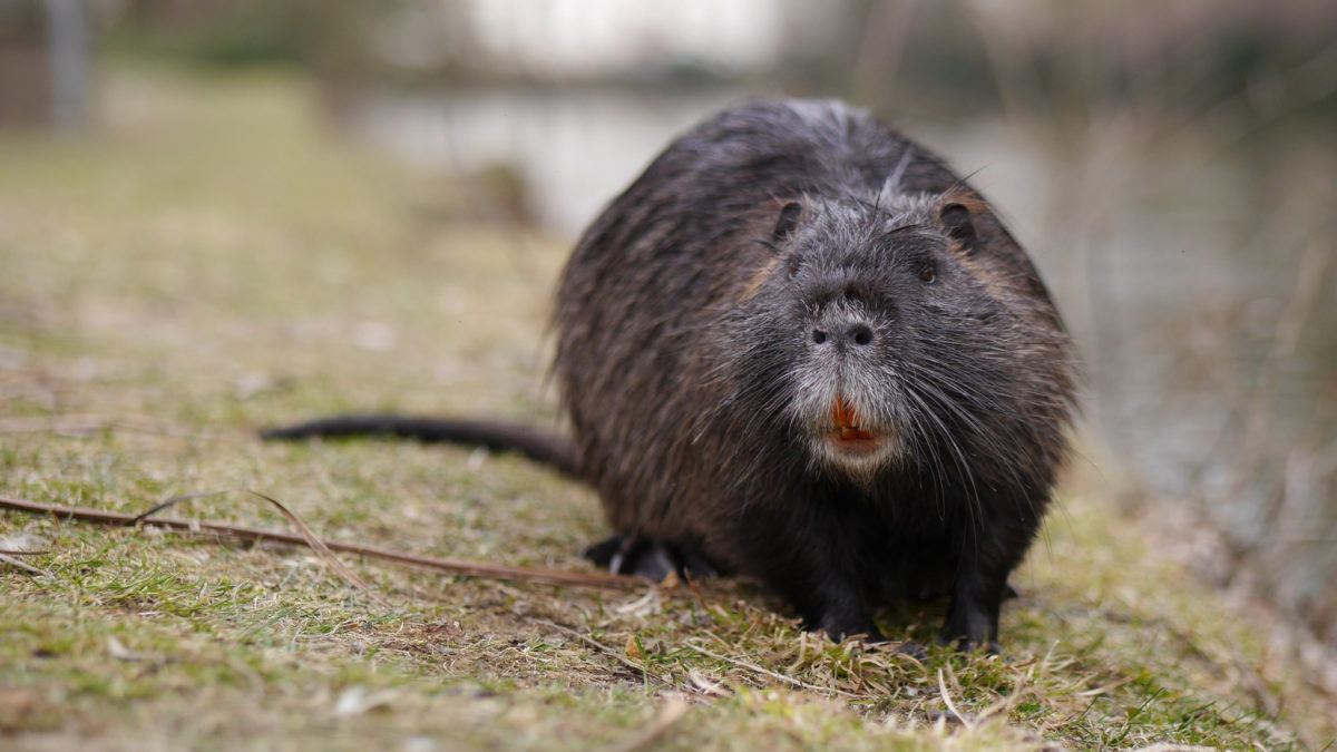 nutria Archives – Invasive Species Blog