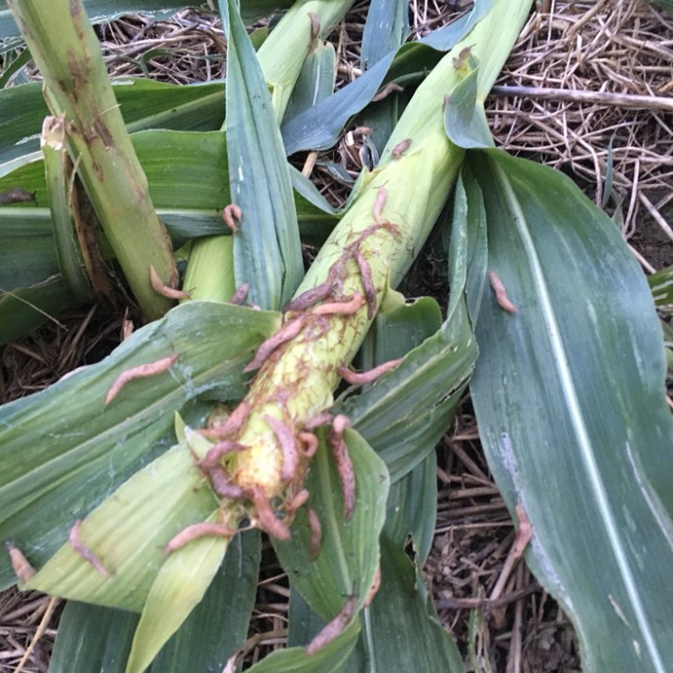 Potential Slug Invasions and their Impact on UK Biosecurity (Part 2 ...