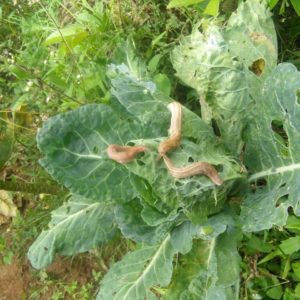 Potential Slug Invasions and their Impact on UK Biosecurity (Part 2 ...