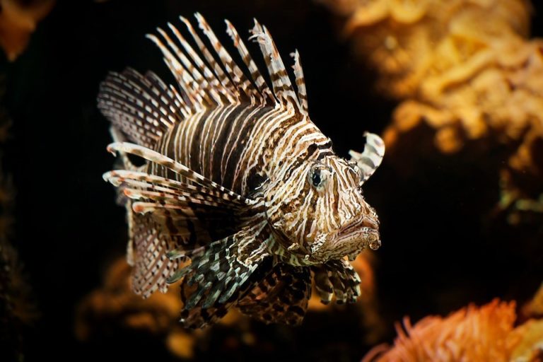 Invasion of a predator: Lionfish – Invasive Species Blog