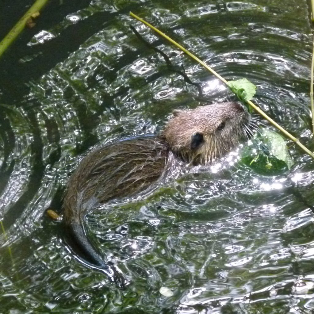 Invading Ireland: the coypu – Invasive Species Blog