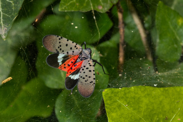 Predicting the spread of invasive spotted lanternfly – Invasive Species ...