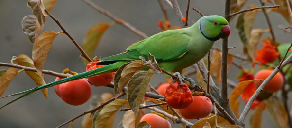 Invasive parakeets disrupt Hawaii's agriculture – Invasive Species Blog