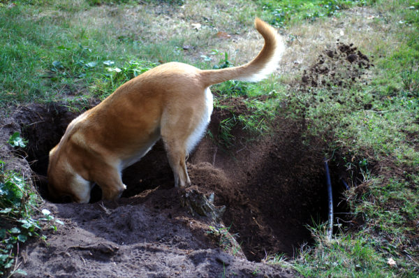 Work like a dog: Sniffing out Japanese Knotweed – Invasive Species Blog