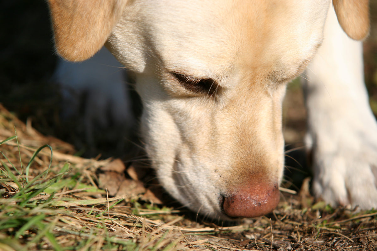 Work like a dog: Sniffing out Japanese Knotweed – Invasive Species Blog
