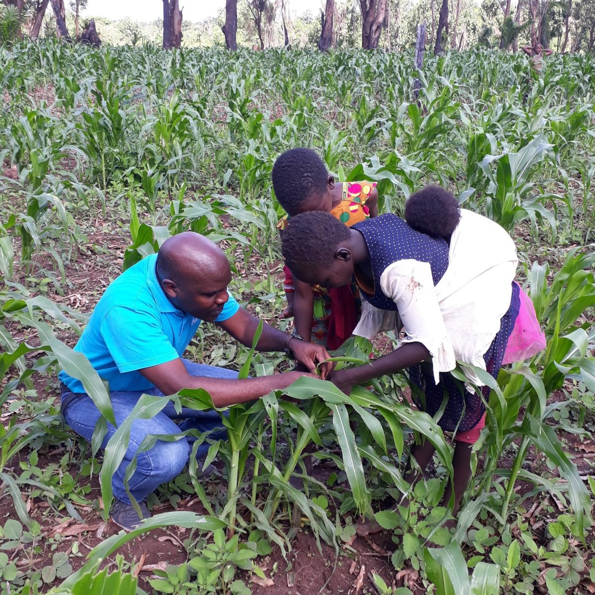 Deploying biopesticides to combat fall armyworm in South Sudan ...