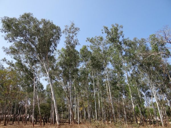Eucalyptus - the 'thirsty' trees threatening to 'drink' South Africa dry