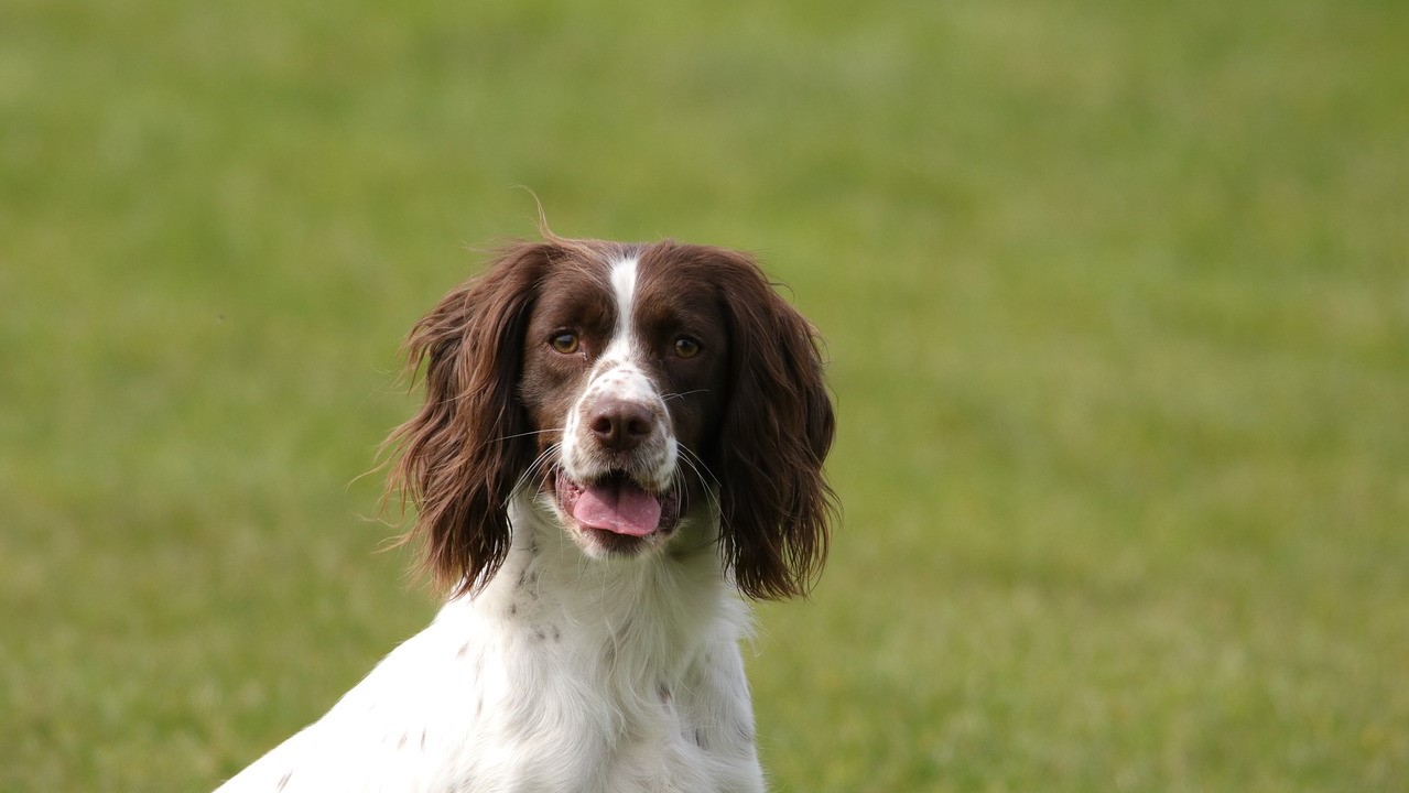 Dogs can sniff out huanglongbing months before symptoms appear ...