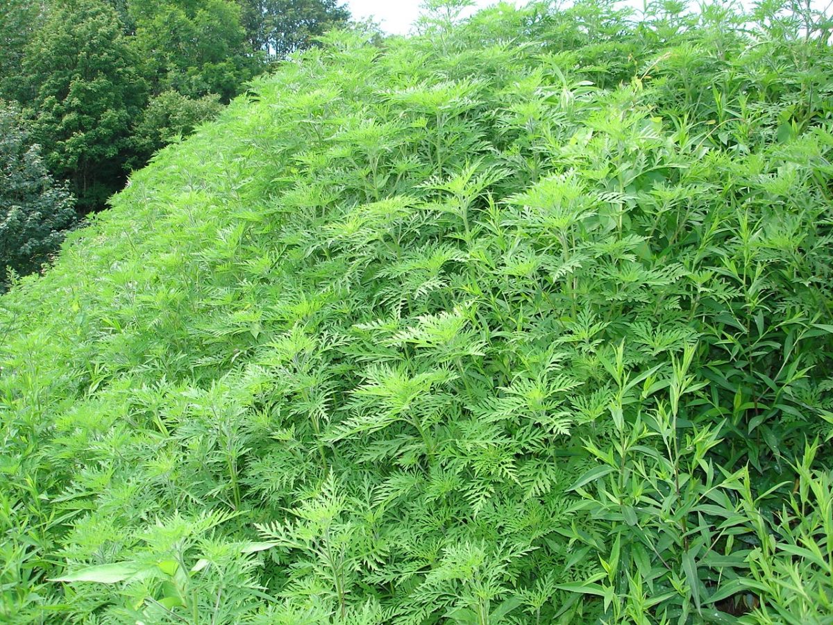 Biocontrol: Early season leaf damage could inform us whether a noxious ...