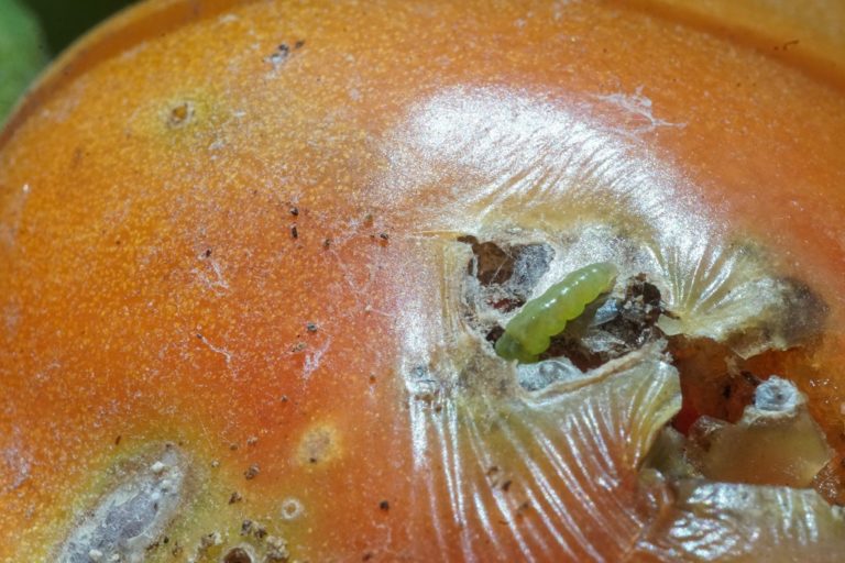 Endophyte may protect tomatoes from Tuta absoluta pest attack