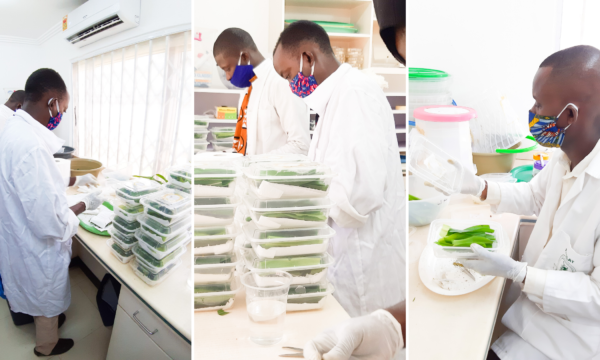 Biological control against invasive agricultural pest slows ...