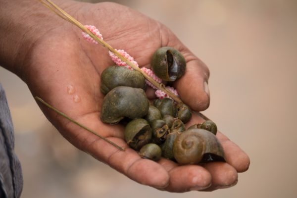 The life cycle of the invasive apple snail – Invasive Species Blog