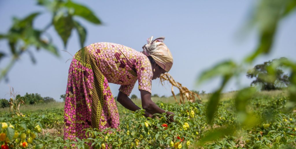 Weeding Invasive Alien Species – Africa’s Economic Burden – Invasive ...
