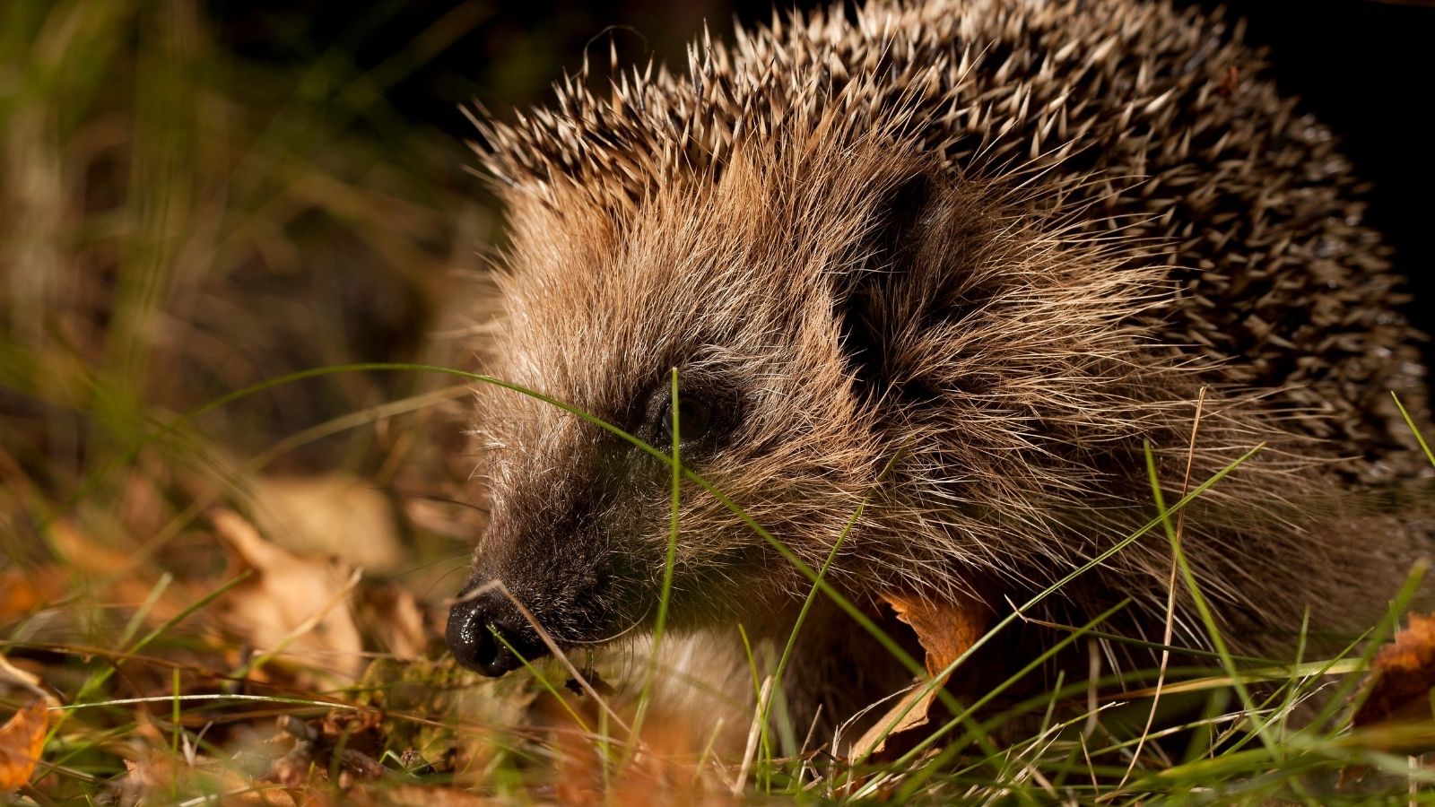 Could invasive species be monitored using eDNA?
