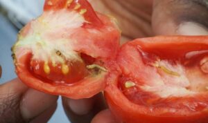 Tuta absoluta: what is it and how do you get rid of it?