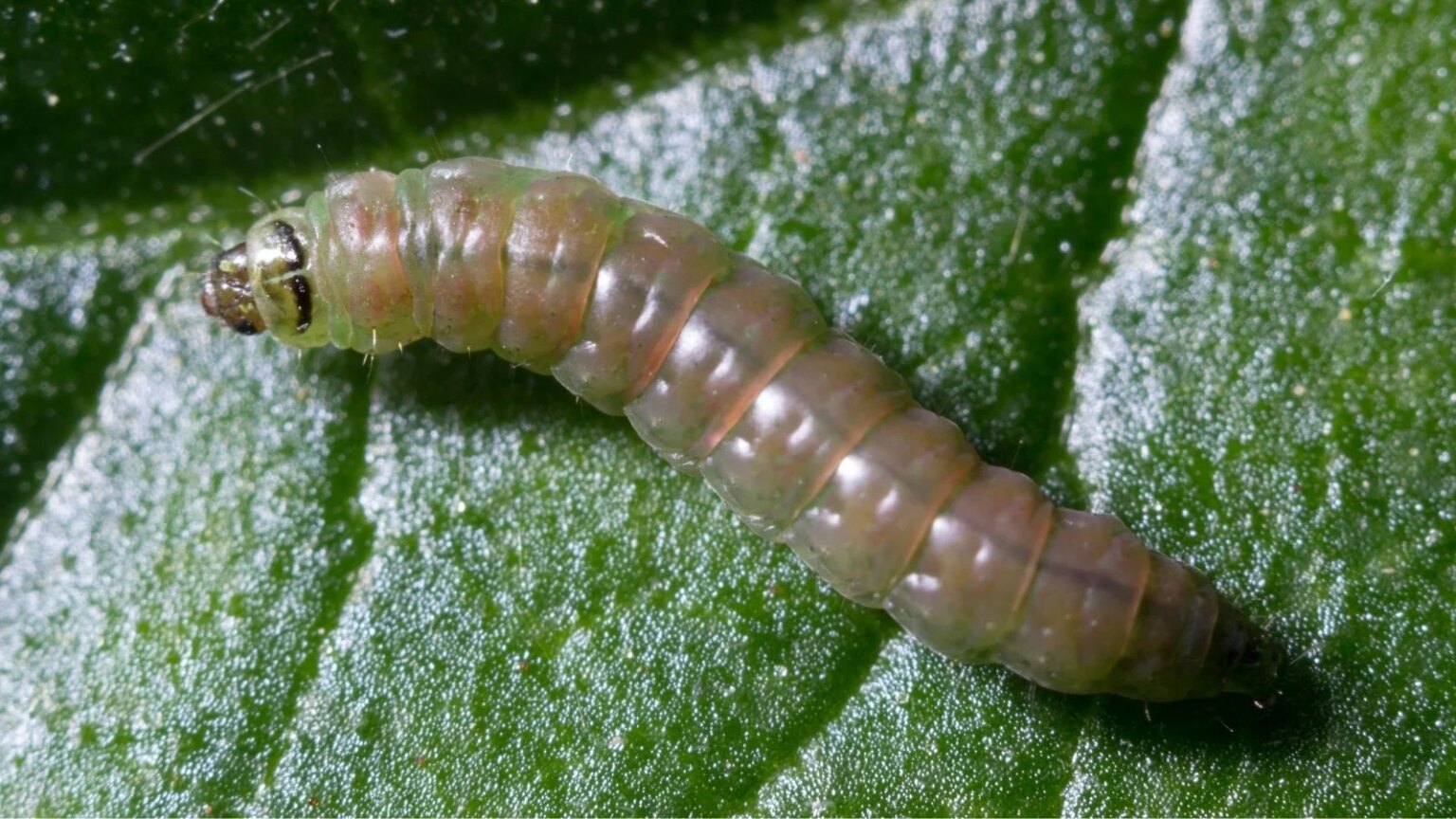 Tuta absoluta Archives – Invasive Species Blog