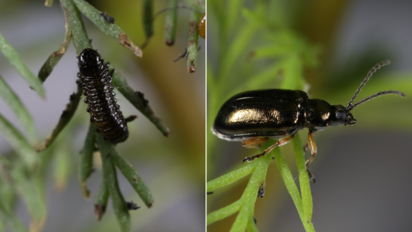Ruffling parrot’s feathers: the biological control of Myriophyllum aquaticum