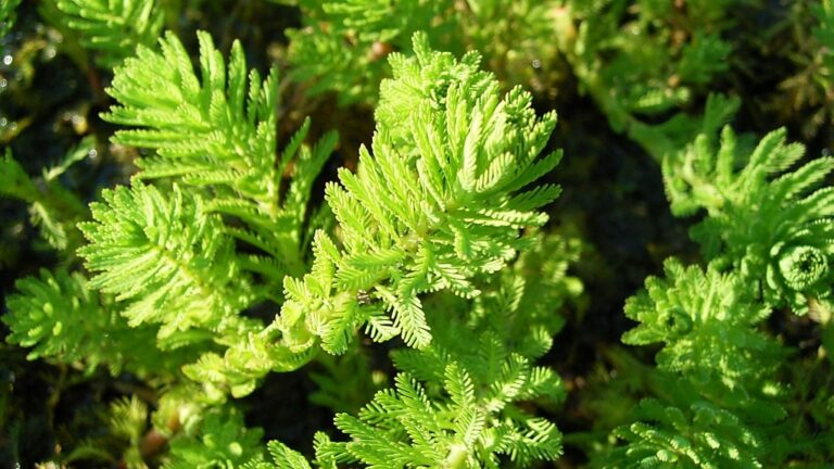 Invasive aquatic weeds: 5 unwanted plants to look out for – Invasive ...